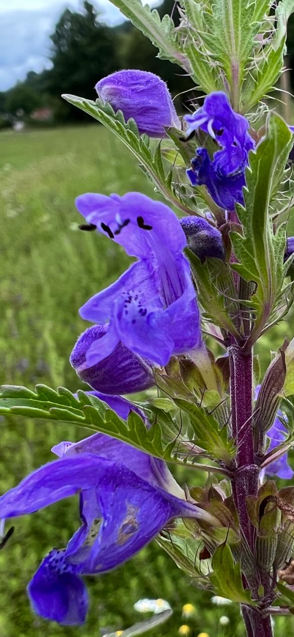 Edelbrennerei Dirker - Edelbraende.bayern